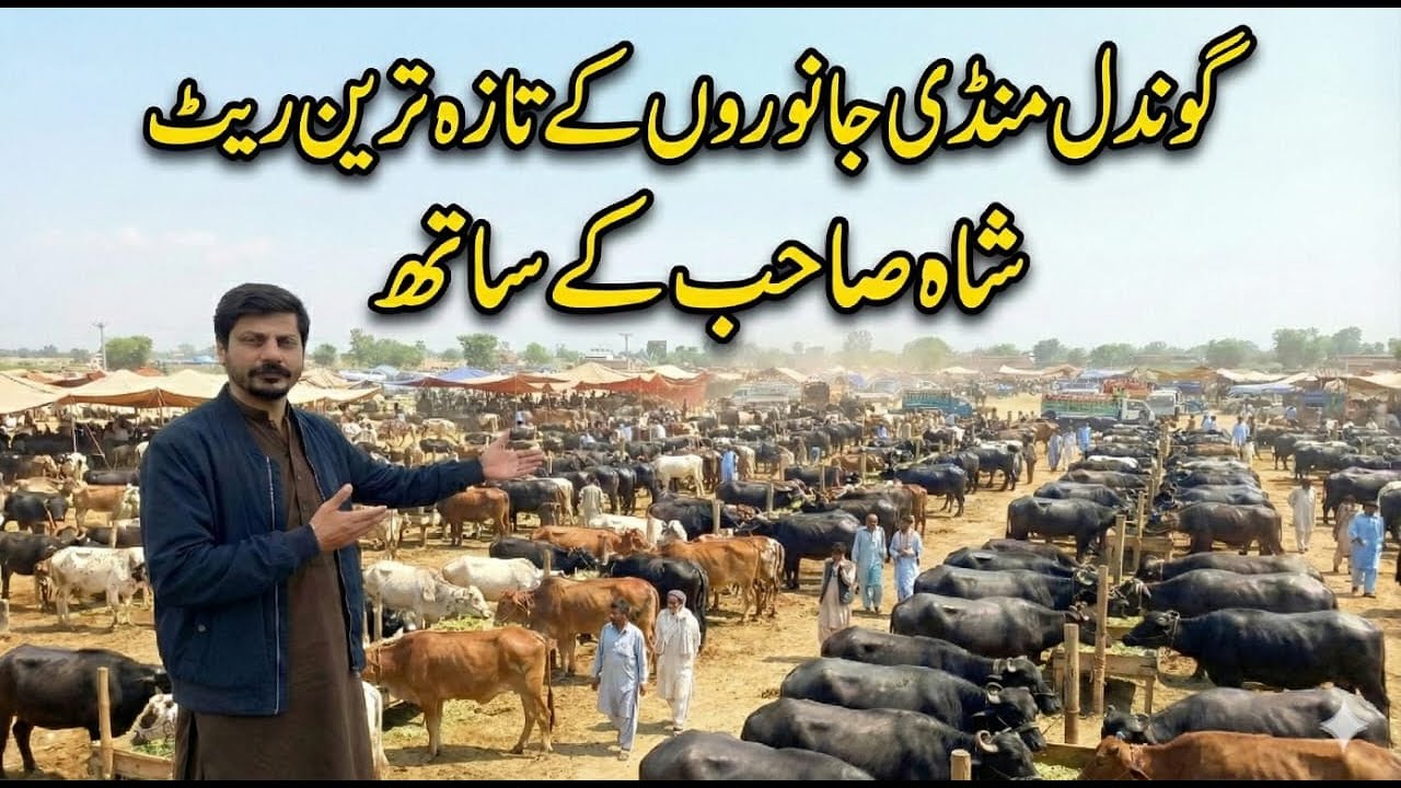 Gondal Mandi Latest Animal Rates | Janwaron Ke Rate Today | With Shah ...