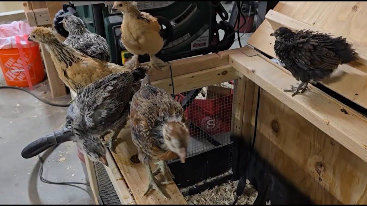 5 week old chicks, playing and discovering apple blossoms #poultryfans ...