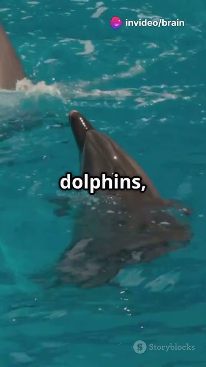 Sloths can hold their breath longer than dolphins - YouTube