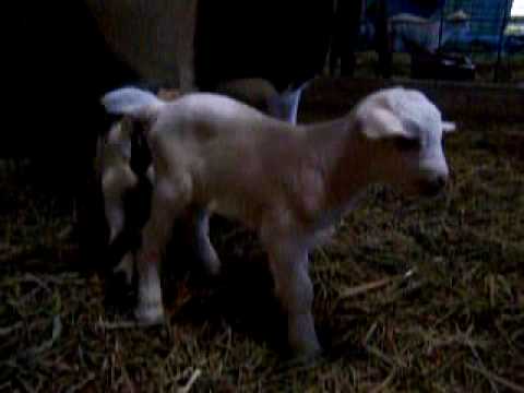 Pop-n-Rocks Legless kids 2007 - YouTube