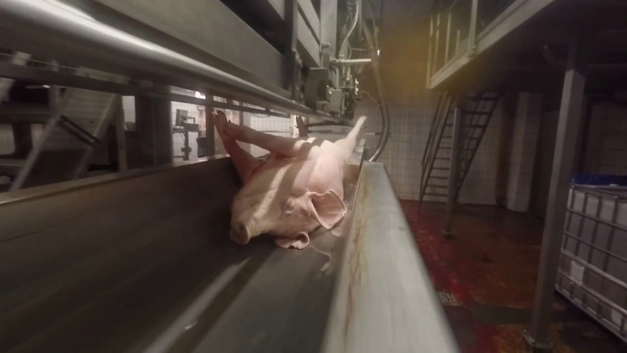 Frontmatec Control Systems | Slaughter - YouTube