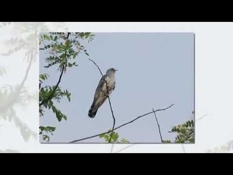 cucule pasăre sură cuc (cântece copii) - YouTube