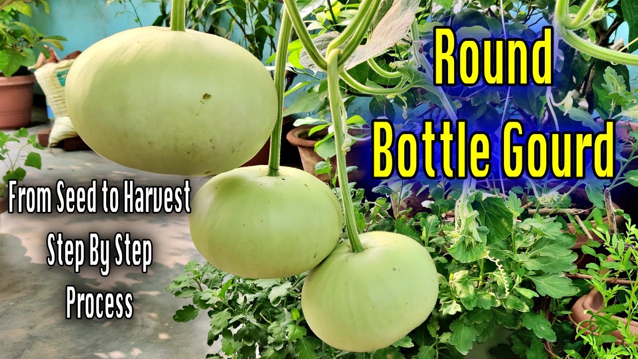 How to Grow Bottle Gourds (Round) at Home | FULL INFORMATION | Seeds To ...