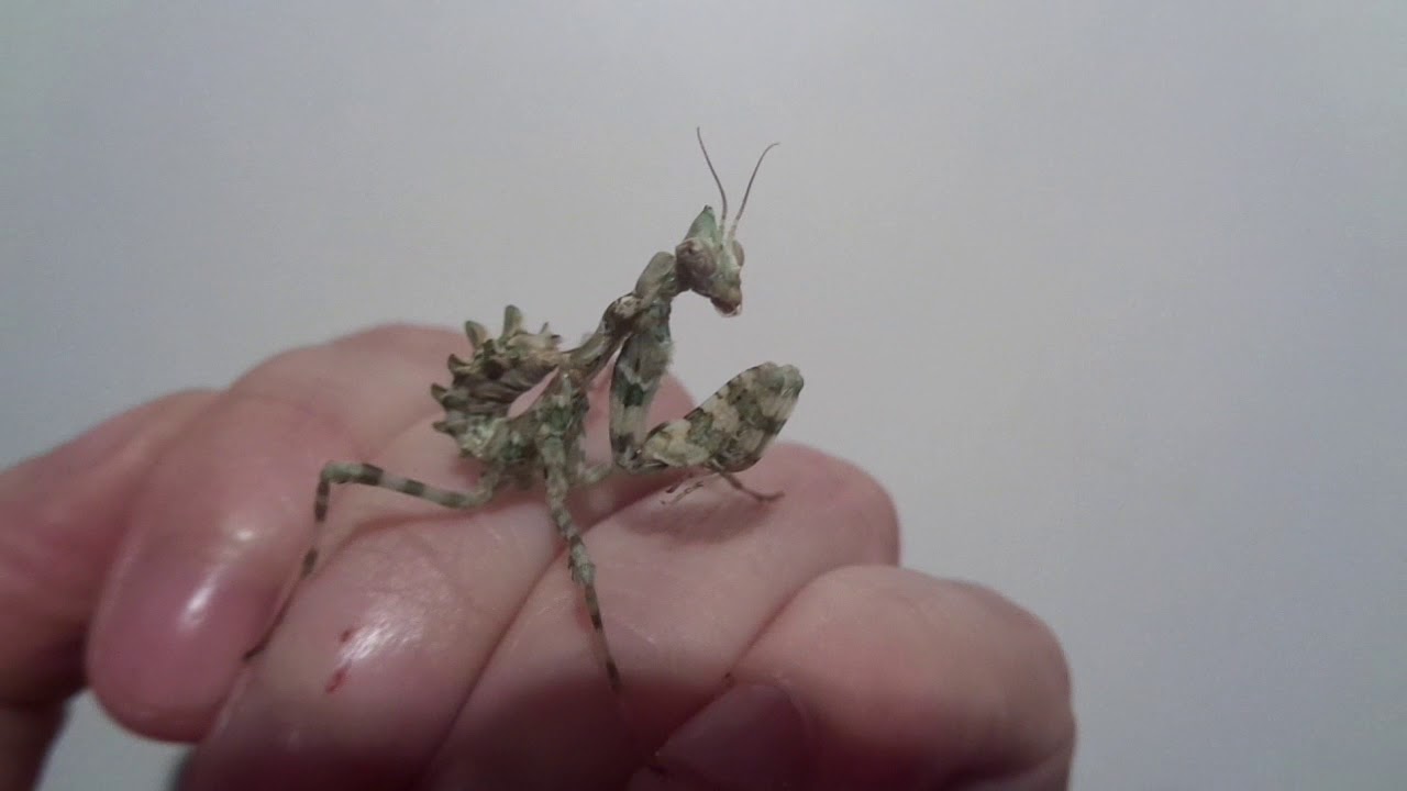 Thistle Mantis - YouTube