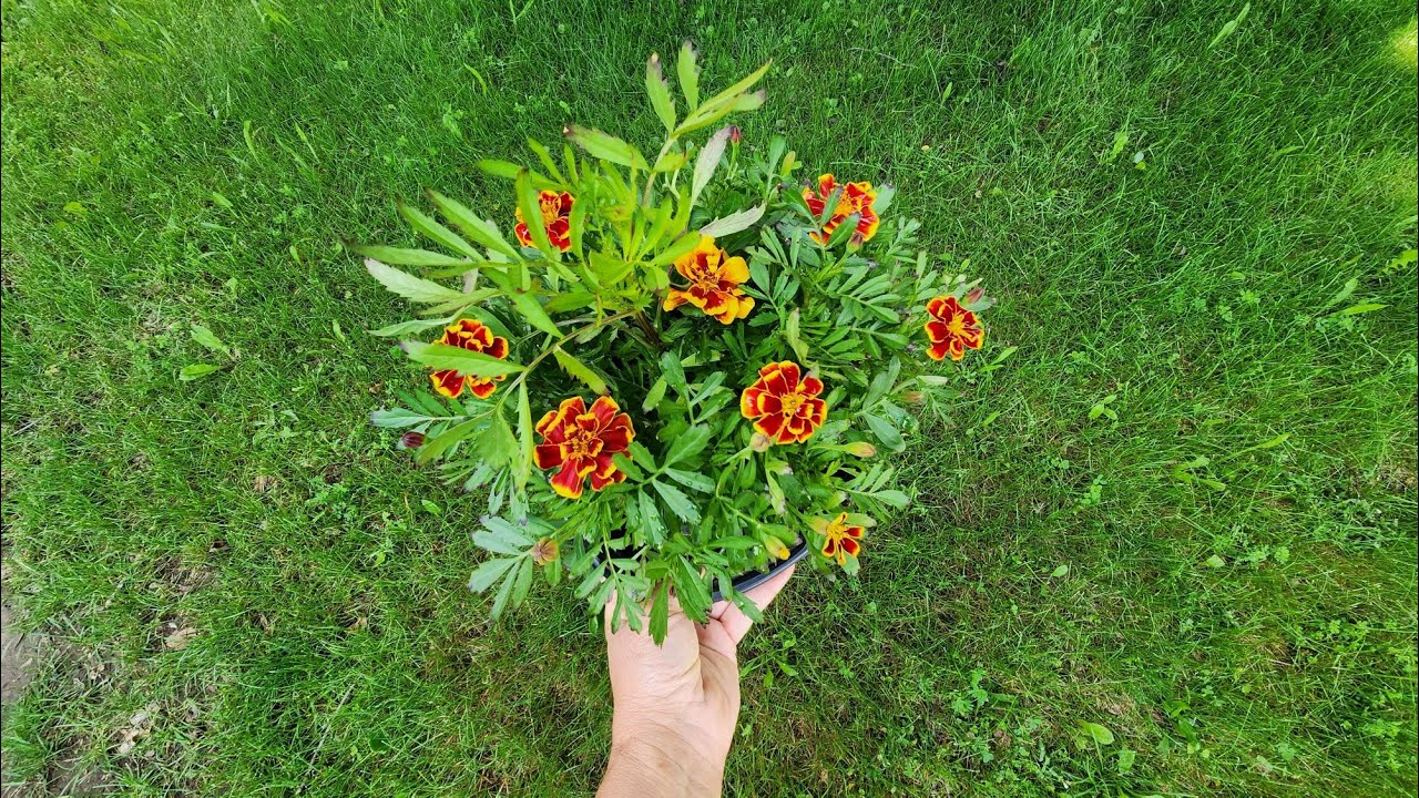 Snail Roll Seed Starting - The Verdict Is In! - YouTube