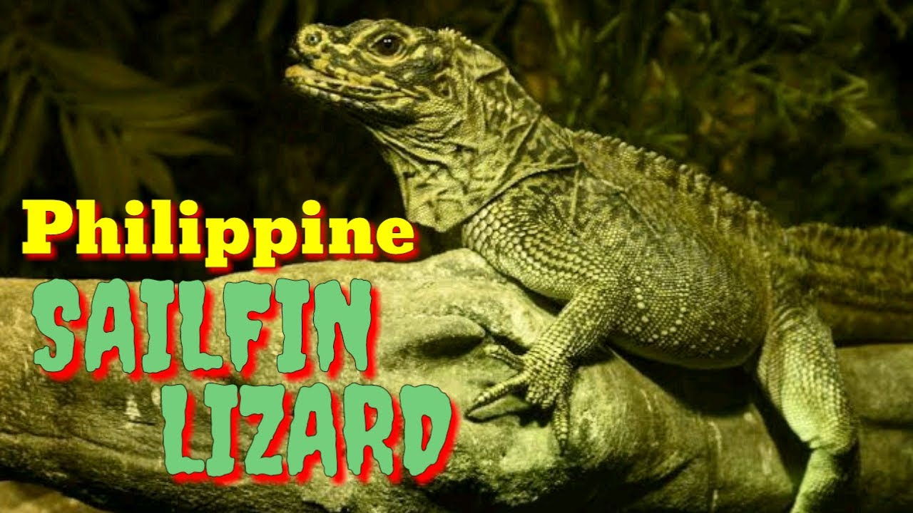 PHILIPPINE SAILFIN LIZARD | IBID | Tenrou21 - YouTube