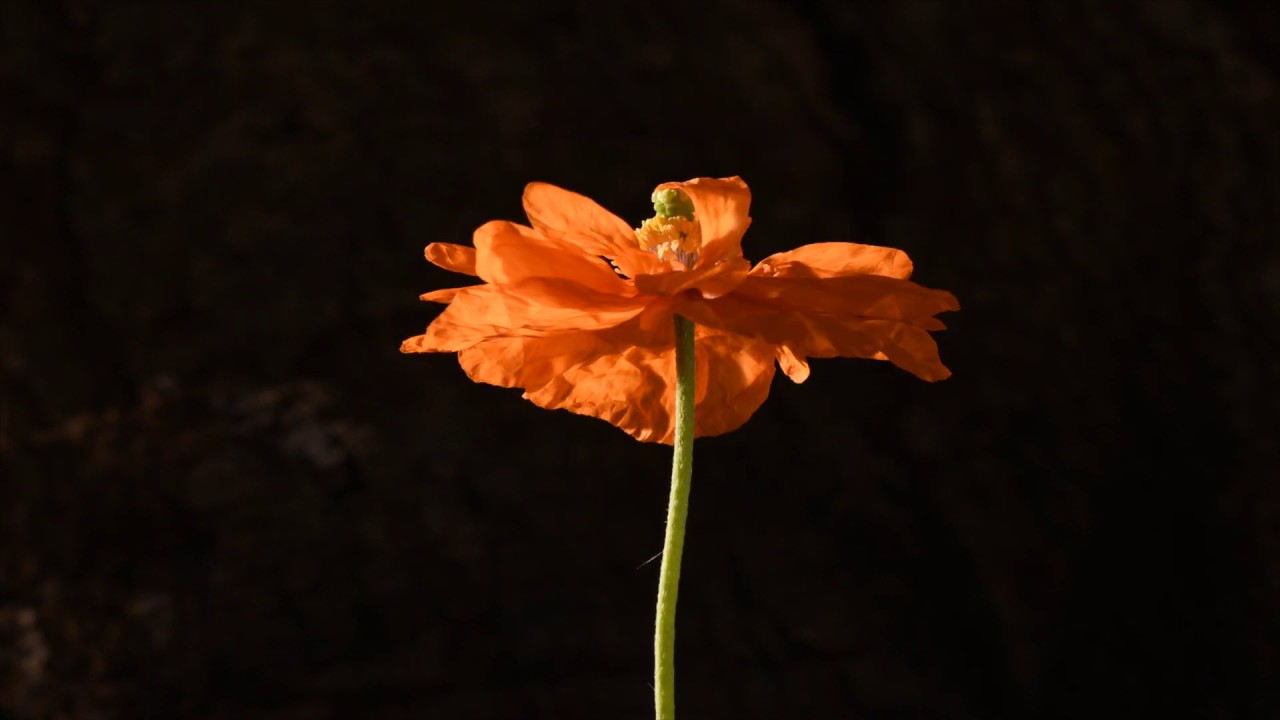 Poppy flower opening time lapse. Double orange Poppy flower - YouTube