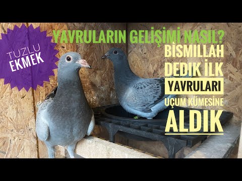 posta güvercinlerimizin ilk yavrularını uçum kümesine aldık. Yavruların gelişimi nasıl? tuzlu ekmek
