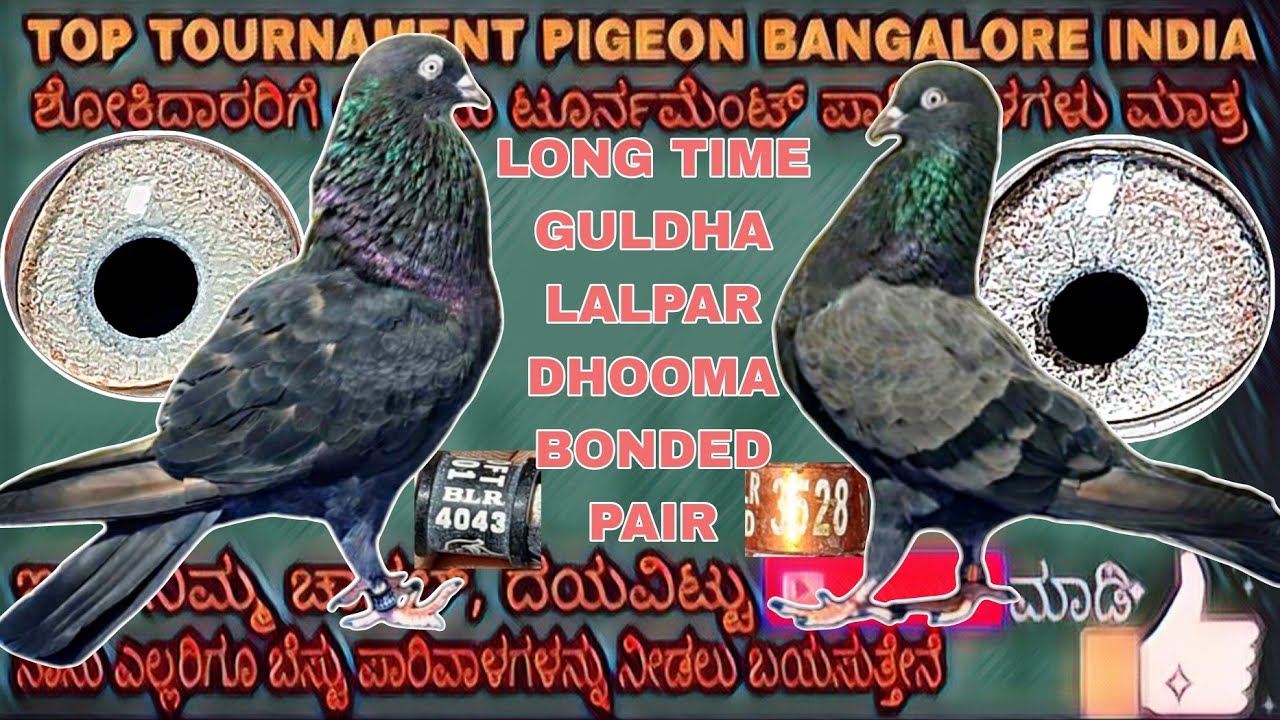SOLD OUT💥🏆LONG TIME💥🏆RESULTED💥🏆GULDHAR💥🏆LALPAR DHOOMA💥🏆BONDED💥🏆PAIR💥🏆 ...