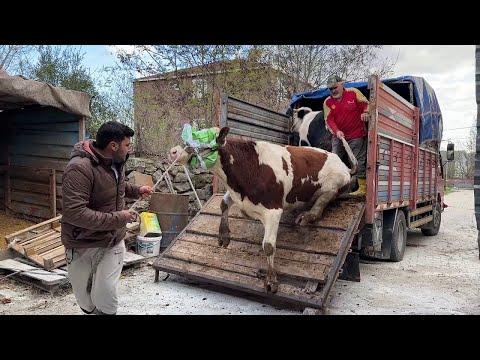 KURBANLIKLARIMIZ GELDİ / KURBANLIK İNDİRME 2025