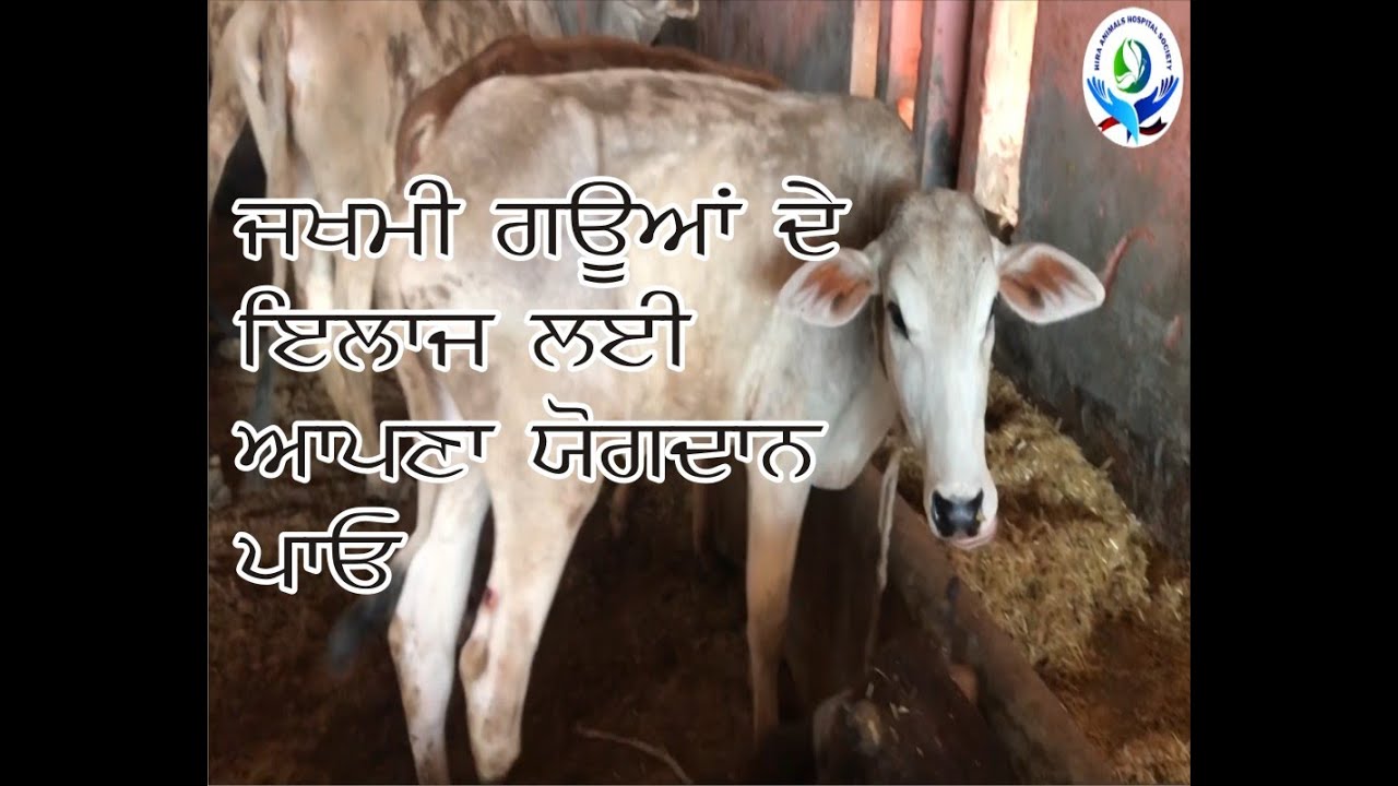 Baba Hira Animals Hospital//Donate For Injured Cows// - YouTube