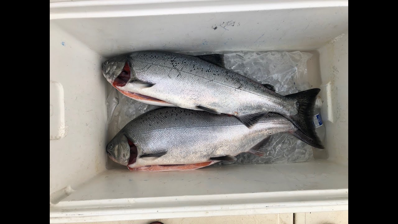 Salmon Fishing DR 1 Golden Gate Bridge: Morning Bite - YouTube
