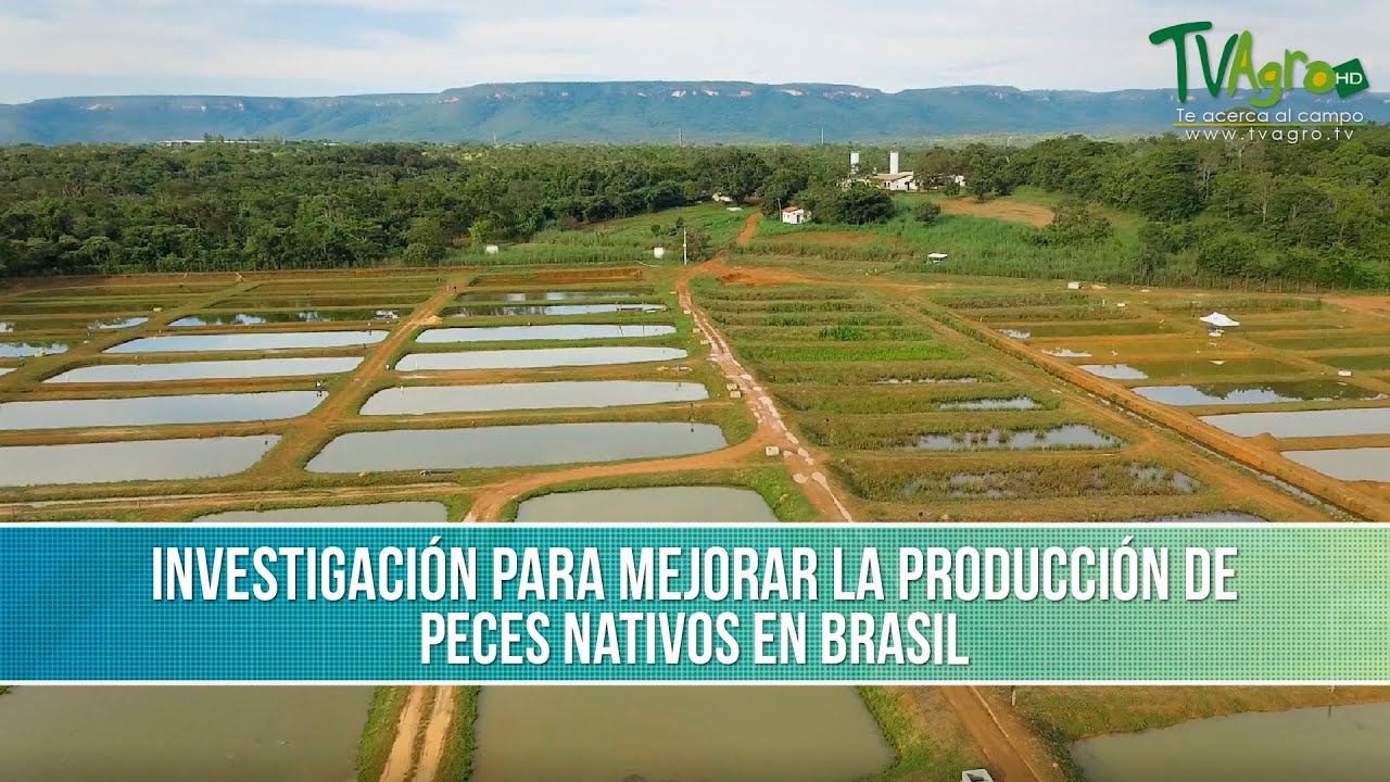 Producción de Peces Nativos en Brasil- TvAgro por Juan Gonzalo Angel ...