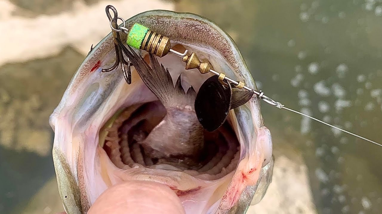 Multi Species Spillway Fishing With Spinners / Spillway Fishing For ...