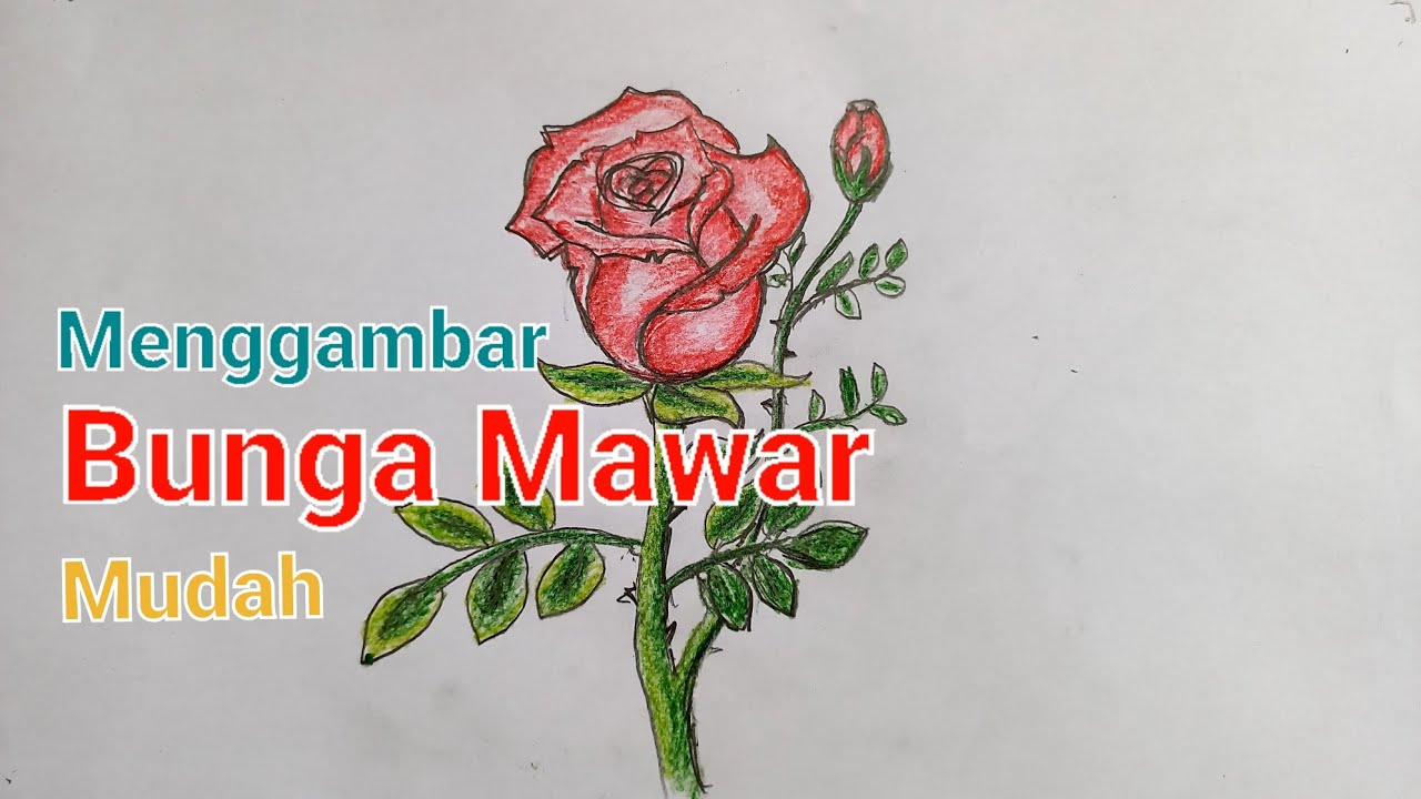 Cara Menggambar Bunga Mawar Merah | how to draw a Rose #coloring # ...
