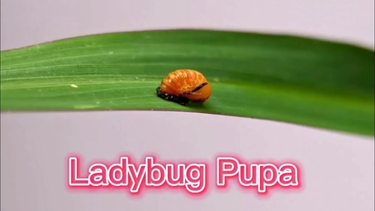 Ladybug Pupa / Ladybird Pupa - YouTube