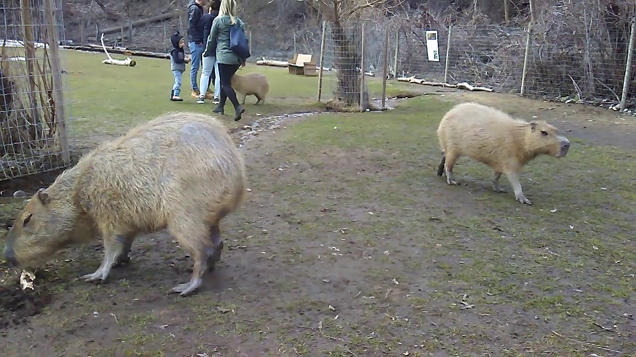 Capybaras at the Kangaroo farm pt. 1 - YouTube
