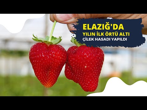 ELAZIĞ KUYULU KÖYÜNDE YILIN İLK ÖRTÜ ALTI ÇİLEK HASADI BAŞLADI