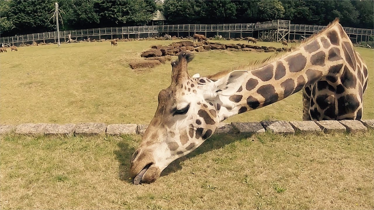 Animal Magic - YouTube