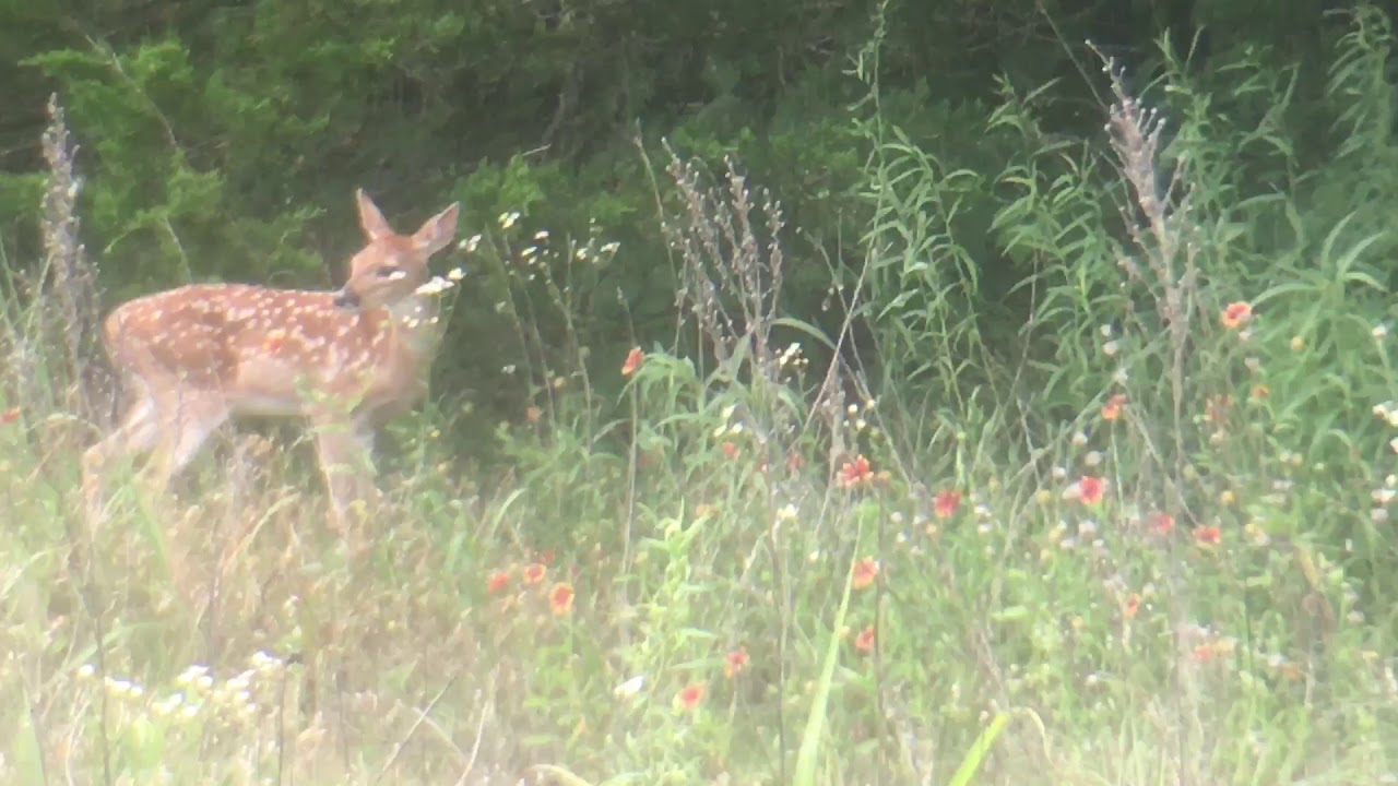 Spring fawn - YouTube