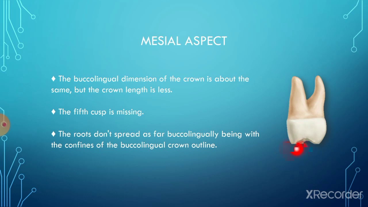 Dental Anatomy|Maxillary Second molar - YouTube