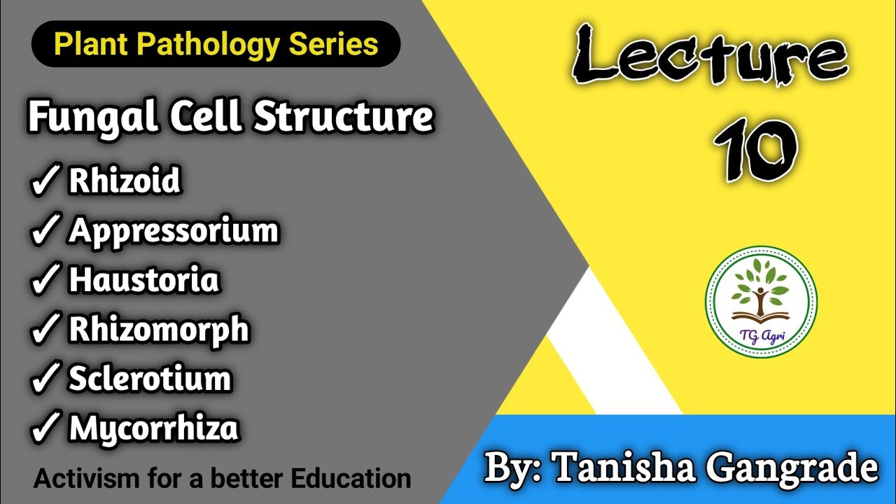Fungal Cell Structure | Appressorium | Haustoria | Rhizoids ...