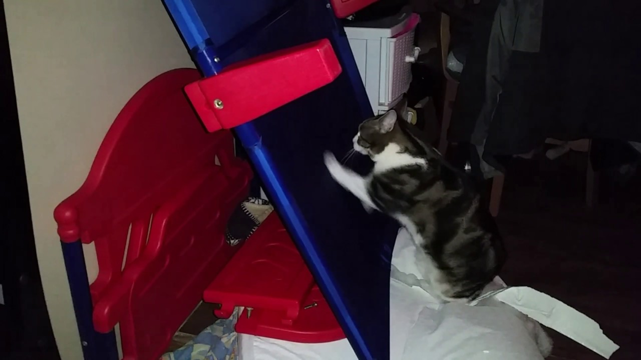 Crazy cat going for a run - YouTube