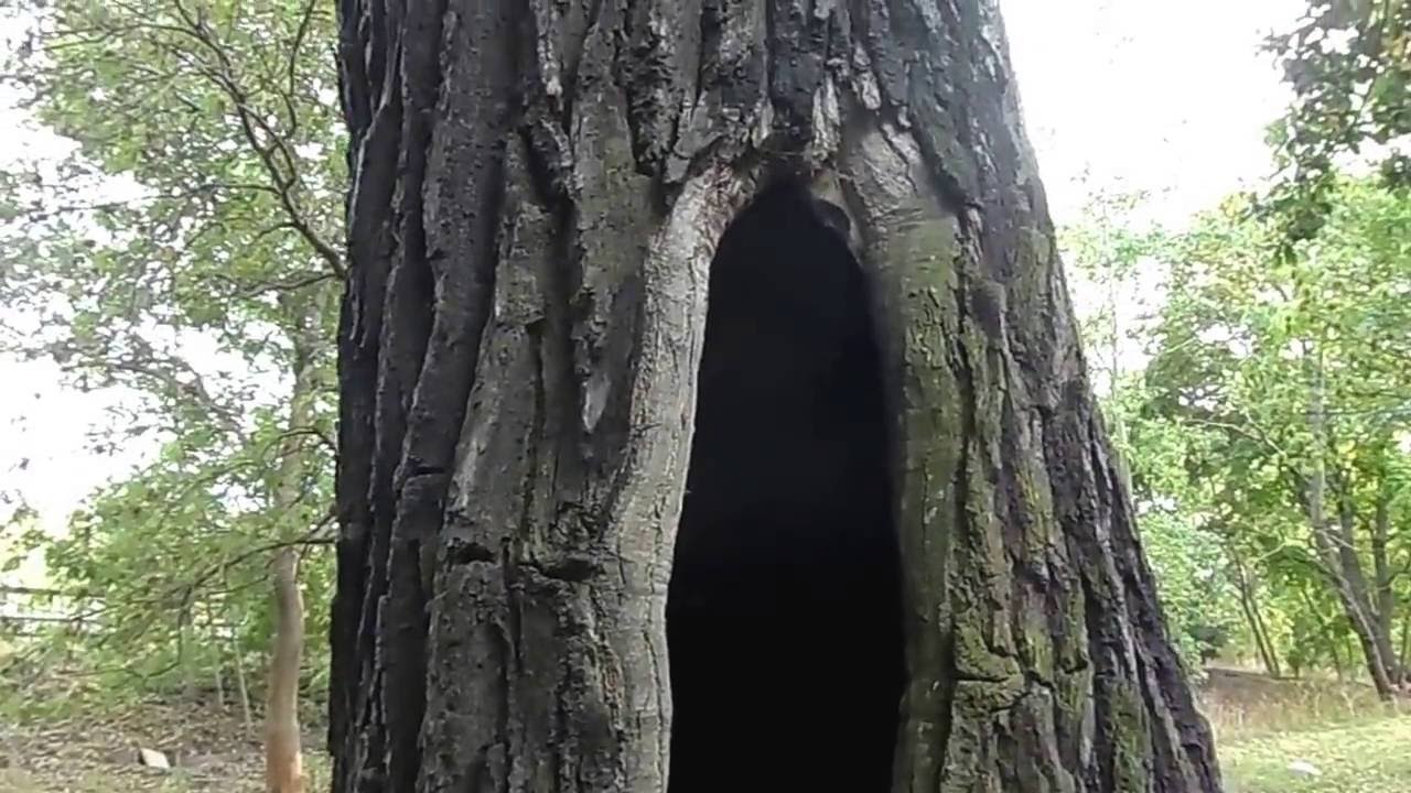 Tallo de árbol seco, hueco y sin embargo con follaje - YouTube