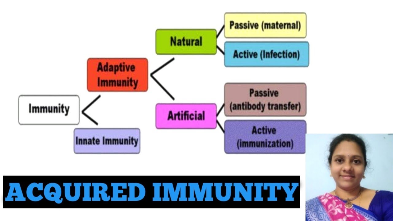 Acquired immunity# Adaptive immunity# immune system# Genes & Genus ...