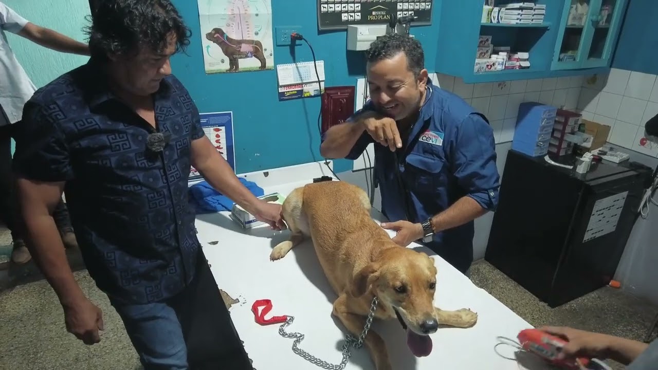Llevé a mi mascota al Veterinario - YouTube