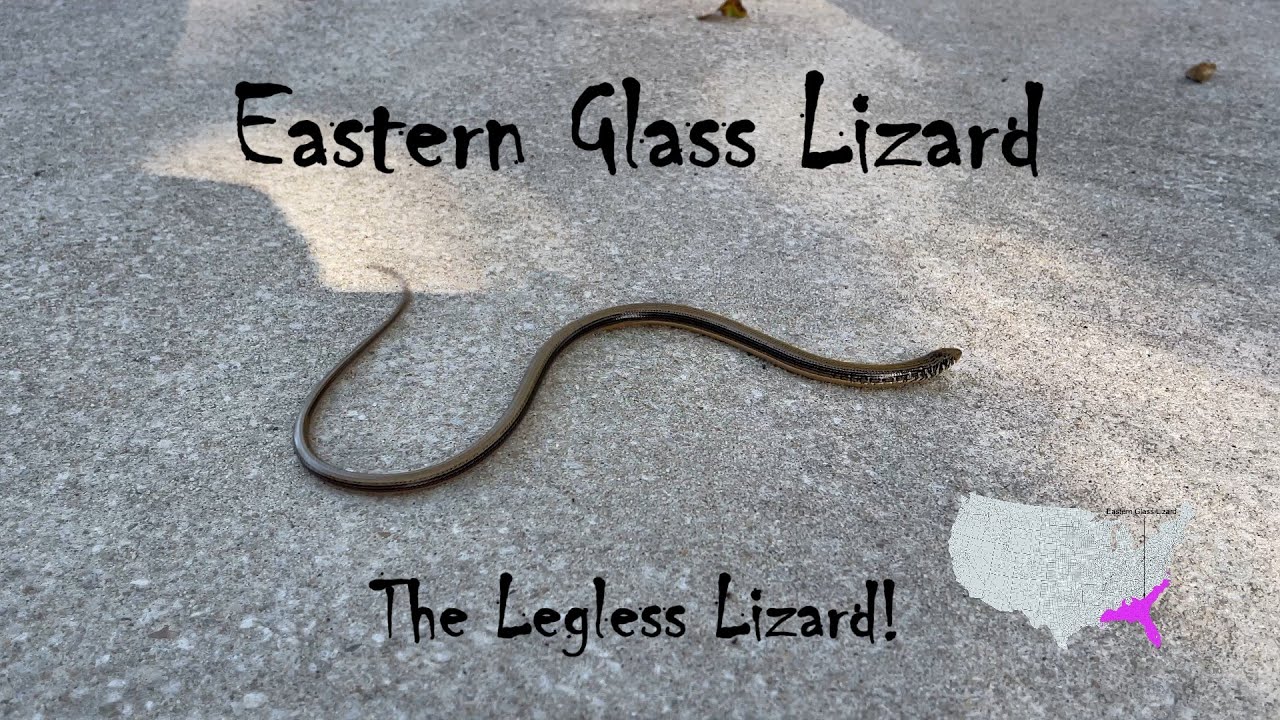 Eastern Glass Lizard | The Legless Lizard - YouTube