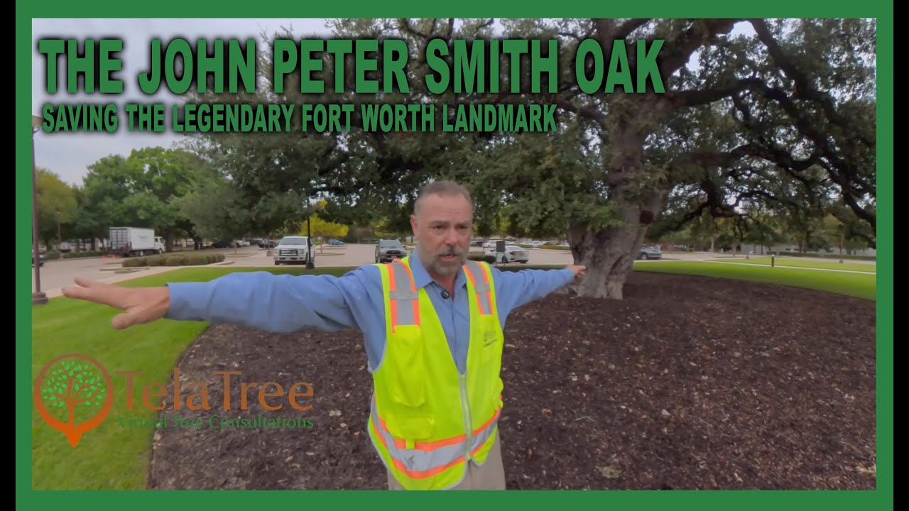 The John Peter Smith Oak | Fort Worth’s Living Landmark - YouTube
