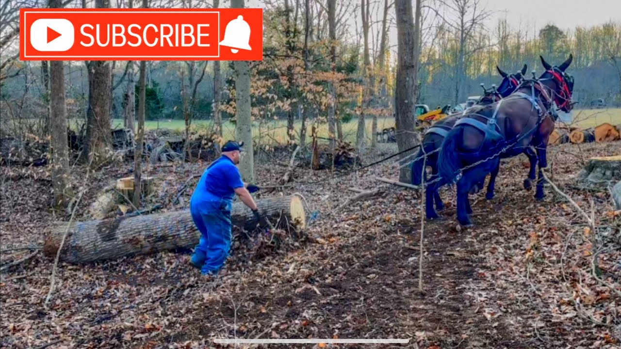 Peaceful evening LOGGING with my MULES ️ #199 - YouTube