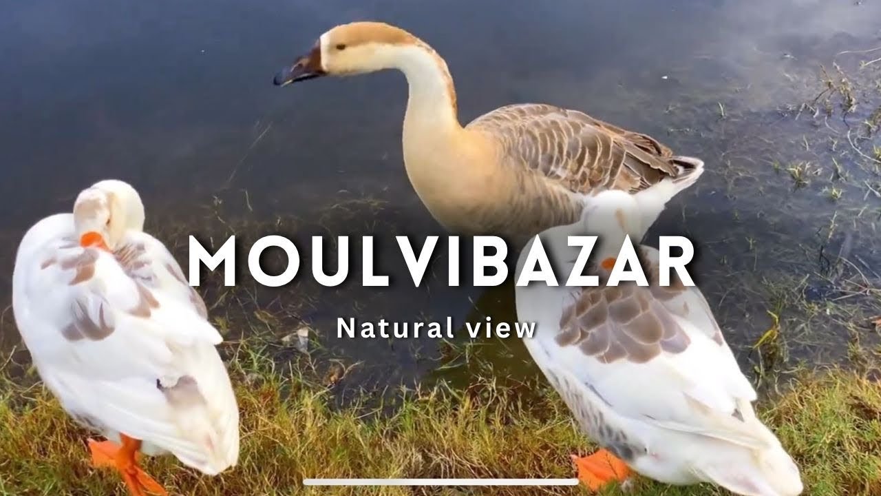 4K Nature Cinematography | Cinematic Background Music | NO COPYRIGHT ...