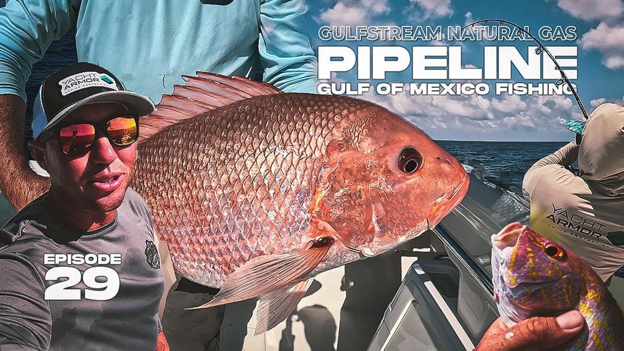Gulfstream Pipeline American Red Snapper Fishing the Tampa-Mobile ...