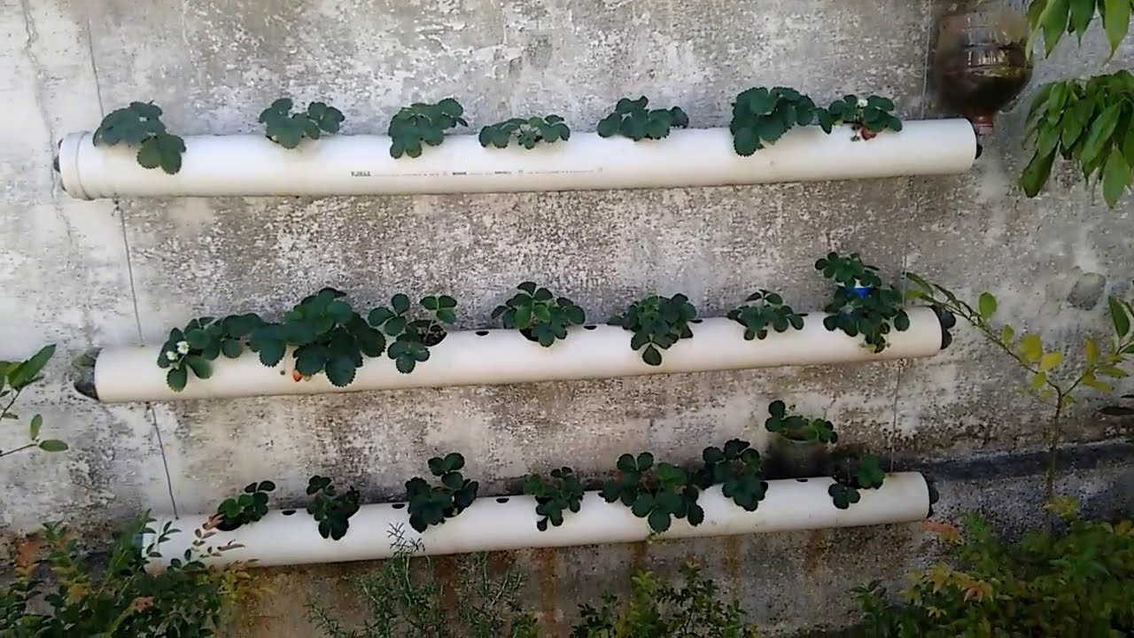 Horta vertical - Plantação de morango e alface em cano de PVC e ...