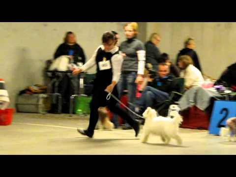 Secret Line´s White Tirlittan