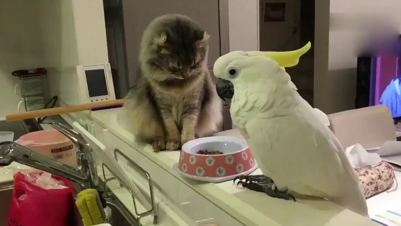 The cat and the parrot wanted to eat, and the owner didn't ask them ...