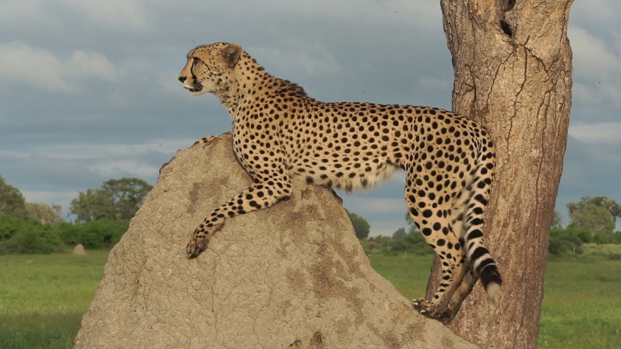 Mombo - More than just a name - YouTube