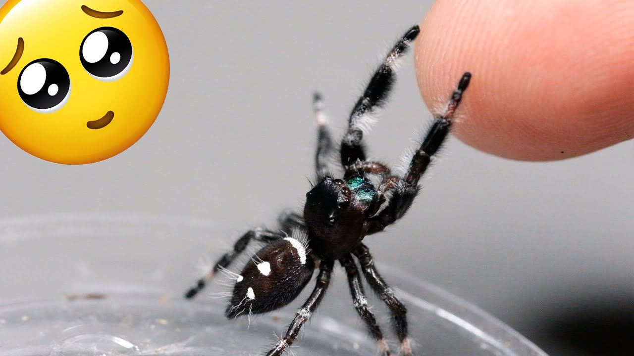 Mój zwierzak - SKAKUN! (prolog) - YouTube