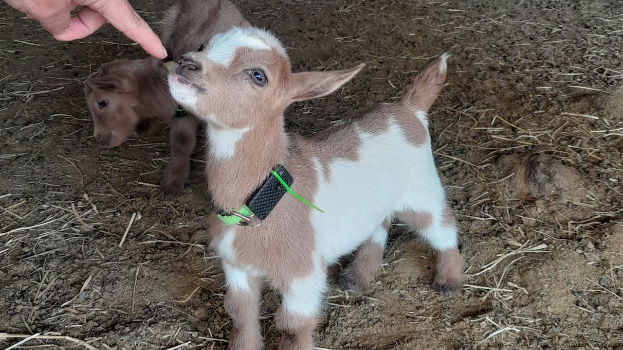 REPLAY: Pre-Processing Day Livestream! (Making Rabbit Salad) - YouTube