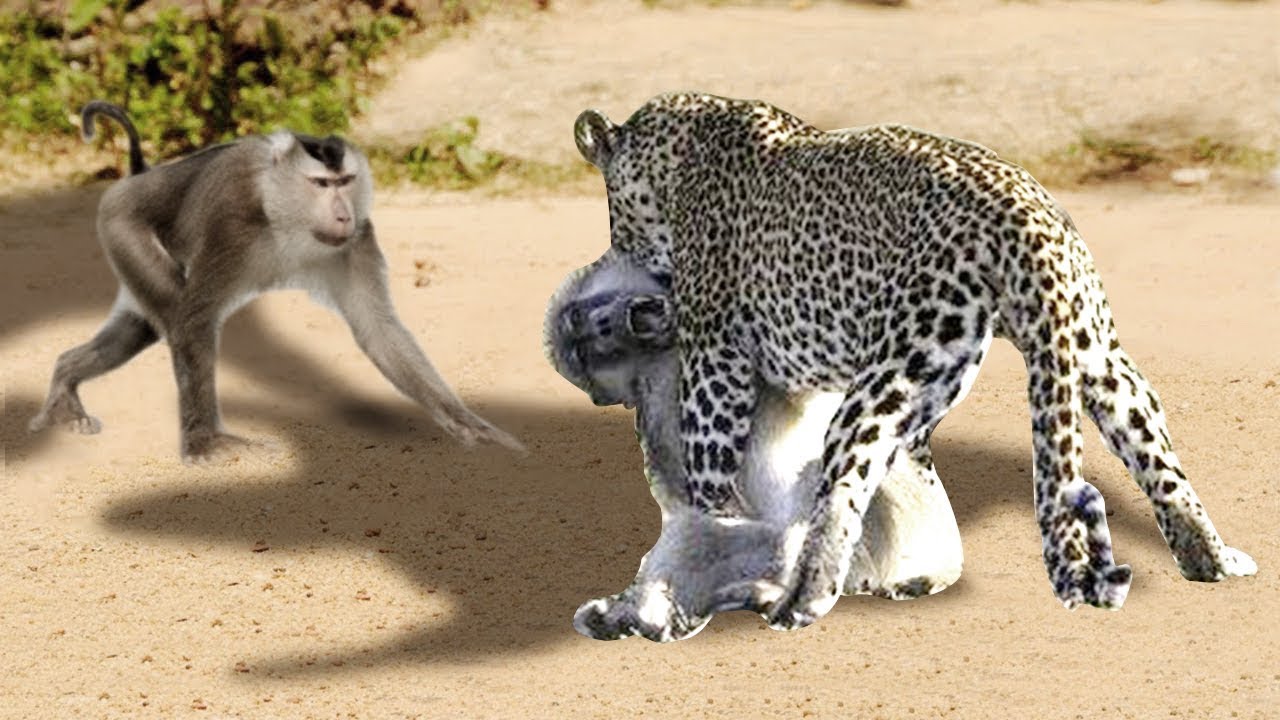مدهش Baboons مطاردة ليوبارد لإنقاذ صديقهم Leopard Vs Baboon - YouTube