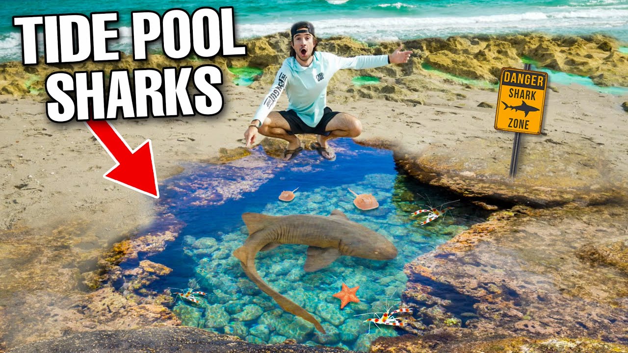 Finding SHARKS And SEA CREATURES In Beach Tide Pool! - YouTube