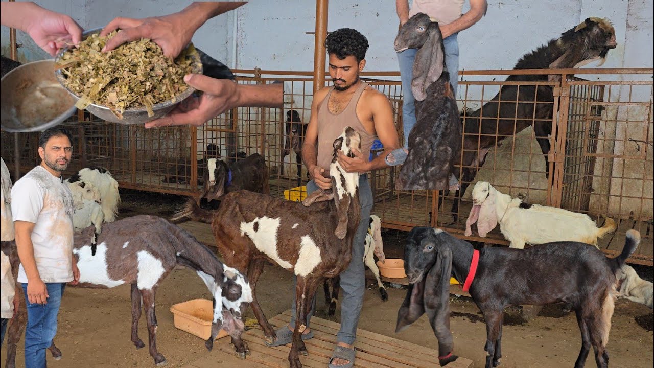 hassan goat farm quality kids gulabi male female breedline in hyderabad ...