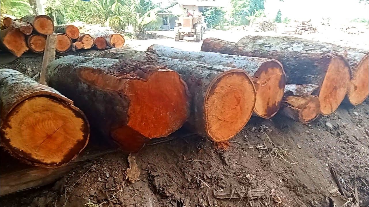 full durasi.. Menggergaji kayu durian - YouTube