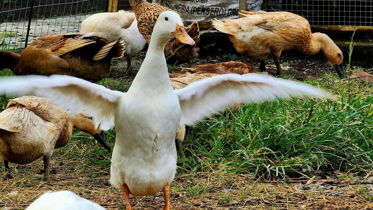 Quacking Duck Chronicles : A Day in the Life - YouTube