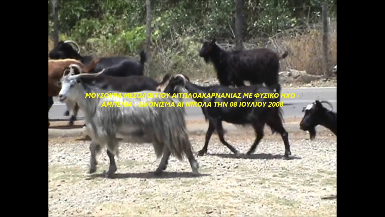 ΜΟΥΣΟΥΡΑ ΜΕΣΟΛΟΓΓΙΟΥ ΑΙΤΩΛΟΑΚΑΡΝΑΝΙΑΣ - ΑΜΠΕΛΙΑ - ΕΙΚΟΝΙΣΜΑ ΑΙ ΝΙΚΟΛΑ ...