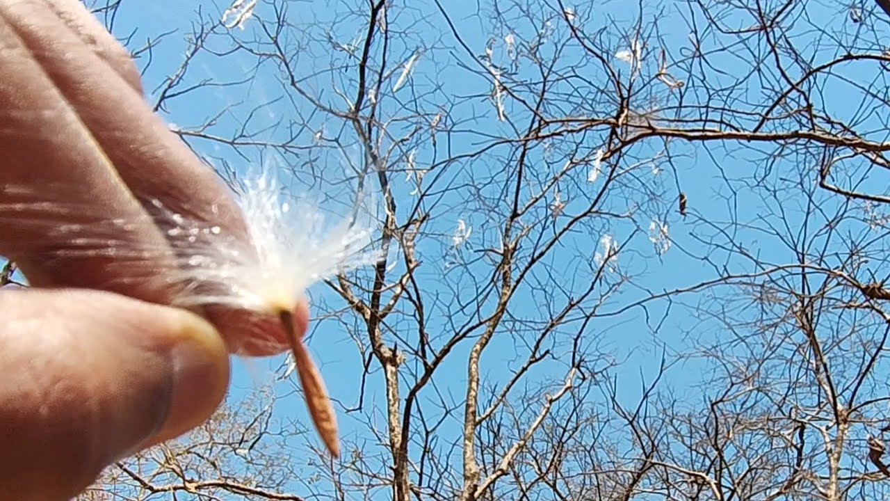 Amazing Seed Dispersal by Wind - YouTube