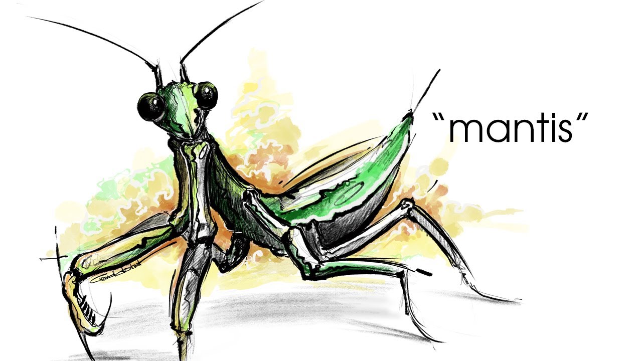 Procreate Drawing "mantis" Insect Digital Art - YouTube