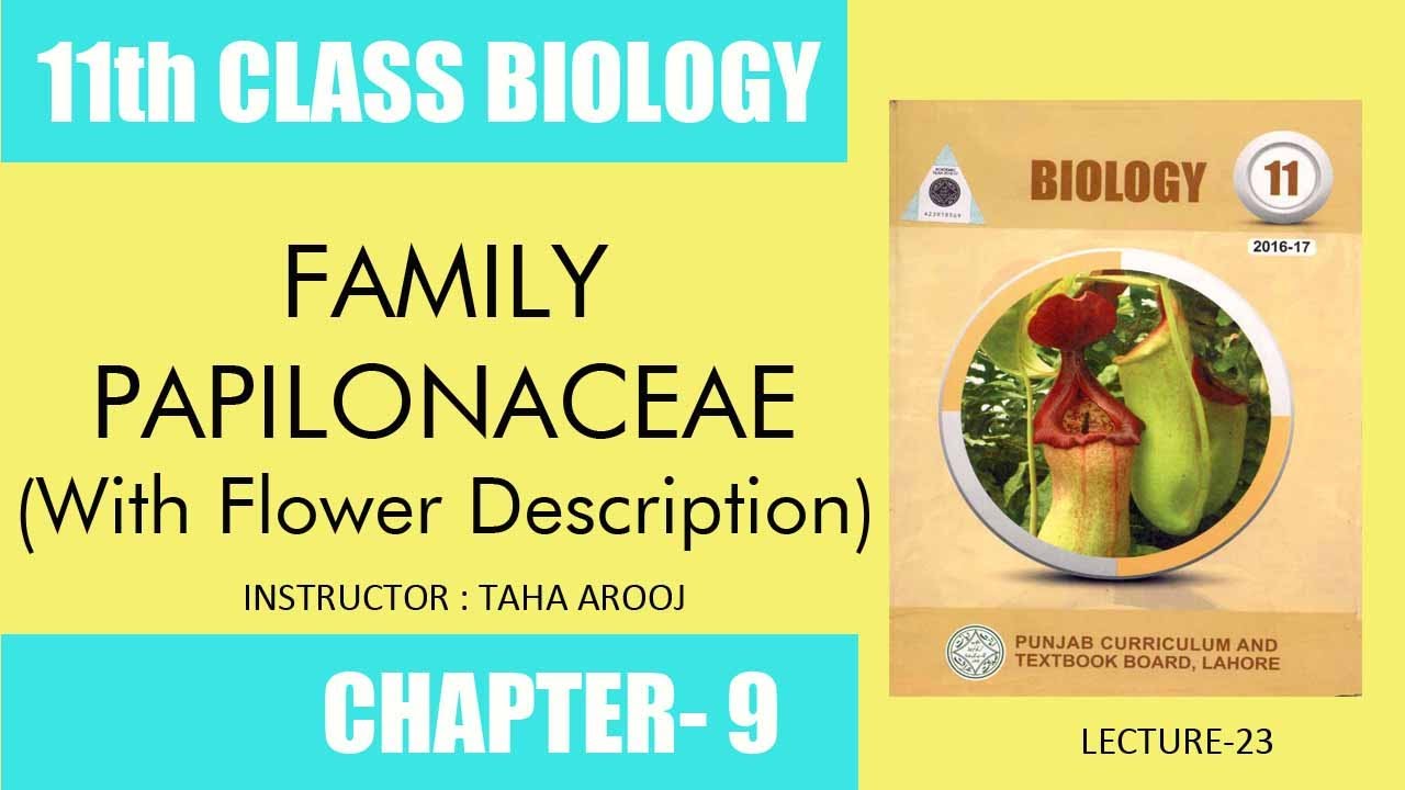 family papilionaceae - YouTube